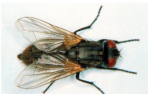 Life Medical Assistance: House fly-Transmission of disease
